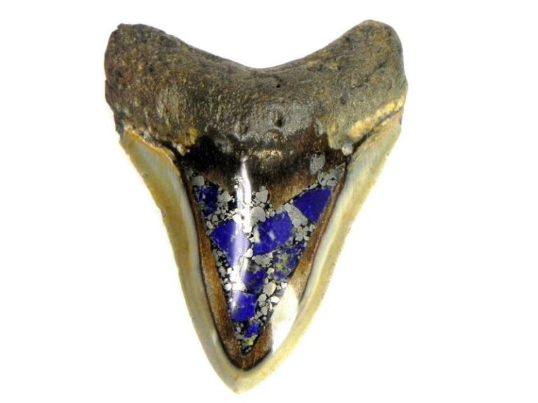 Polished Megalodon Teeth with Inlay | Sharksteeth.com