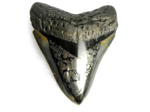 Polished Inlay Megalodon Teeth - Sharksteeth.com
