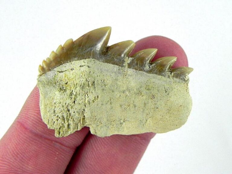 Fossil Cow Shark Teeth | Sharksteeth.com